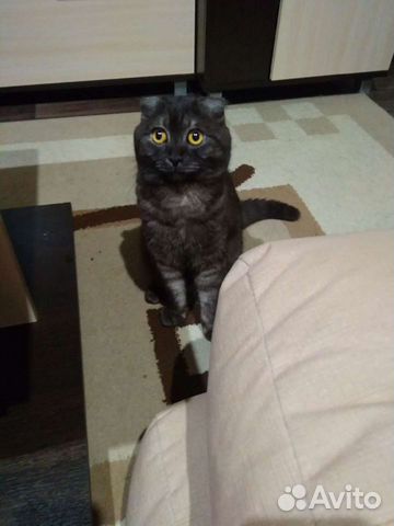 Вязка кота, Шотландский(скотиш фолд), на нашей тер