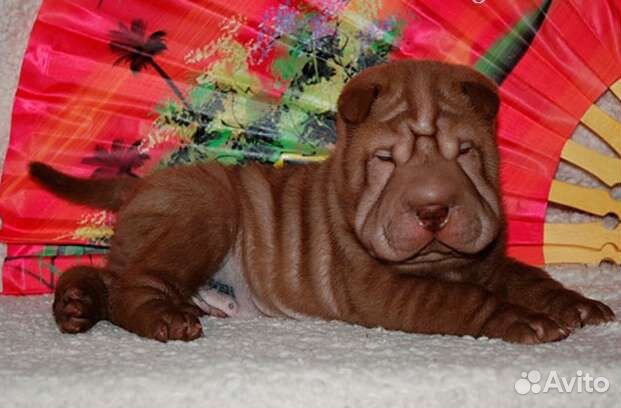 Щенки шар-пея