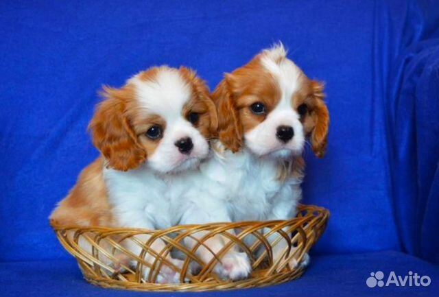 Суперские мальчики Кавалер Кинг Чарльз спаниель