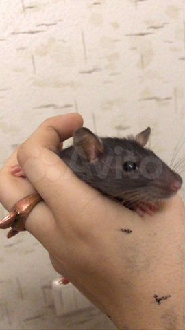 Маленькие крысята