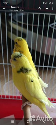 Волнистый попугай с клеткой