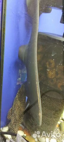 Аптеронотус белокоймовый