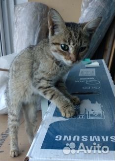 Кошки в добрые руки бесплатно