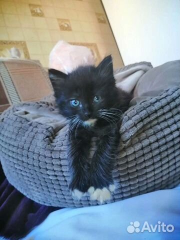 Котенок девочка Ежевика