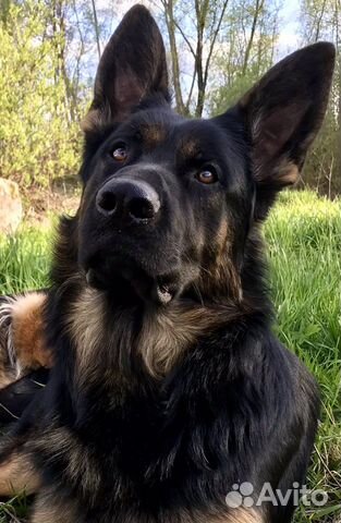 Вязка Немецкая овчарка