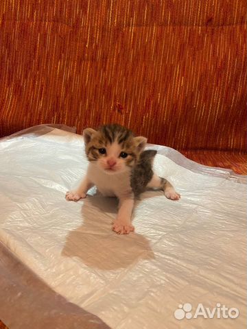 Котята в добрые руки бесплатно