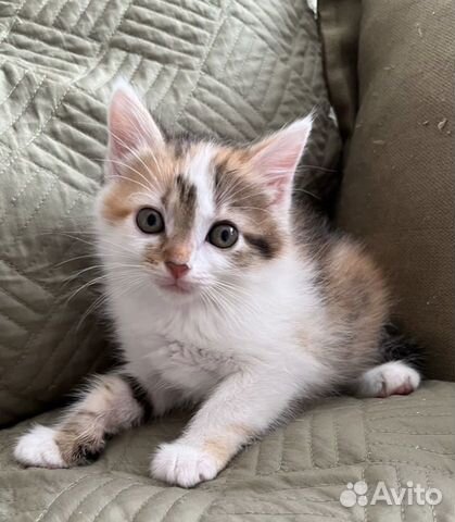 Трёхцветная котенок Лиза 1,5 месяца в дар
