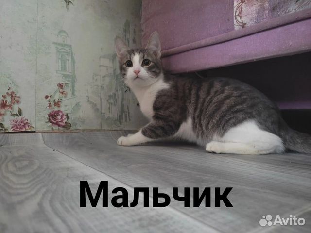 Котят выгнали из дома. На улице они не выживут