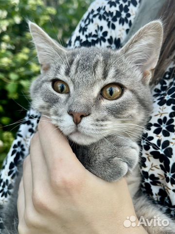 Котенок Кай (4 мес) ищет дом