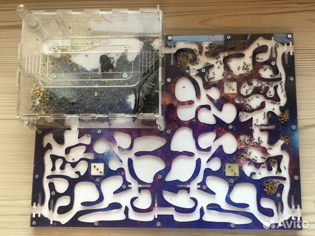 Муравьиная ферма с муравьями