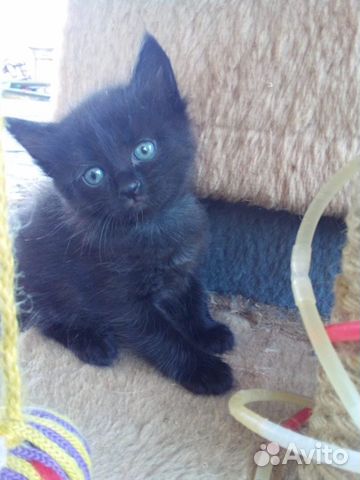 Котята ищут новый дом