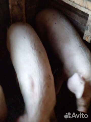 Поросята породы ландрас