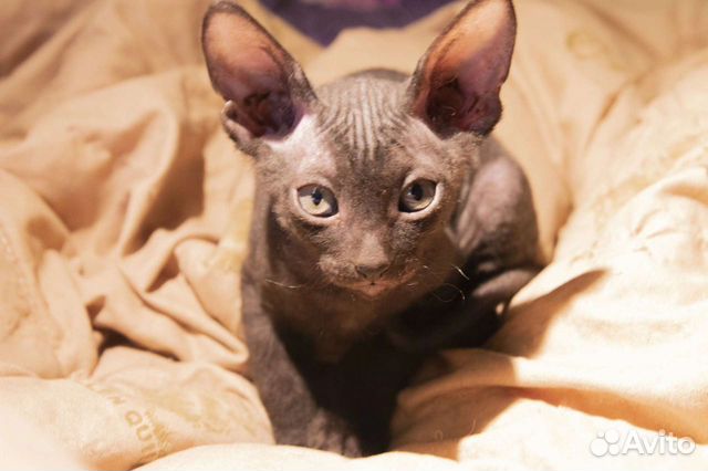 Сфинкс котенок