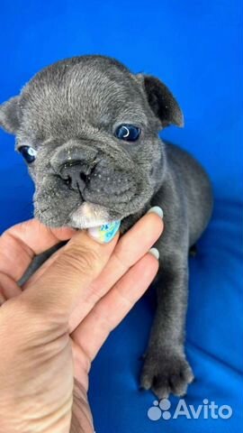 Французский бульдог лиловый, голубой щенки