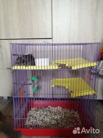 Чилийская белка дегу