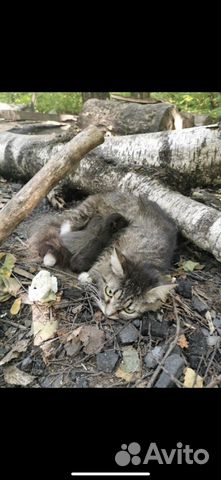Кошка окотилась в лесу SOS