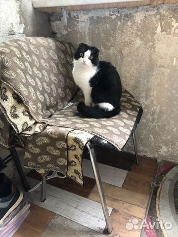 Котик в добрые руки