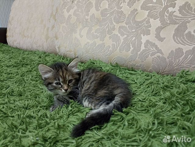 Котята в добрые руки даром