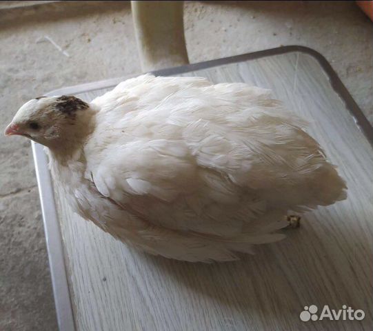 Перепелки