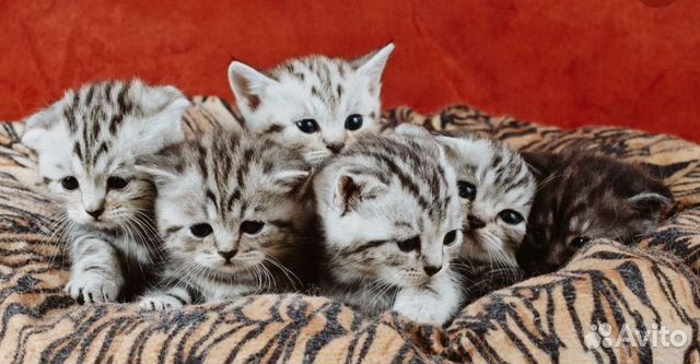 Британские котята