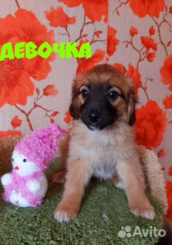 Девочка коротколапка