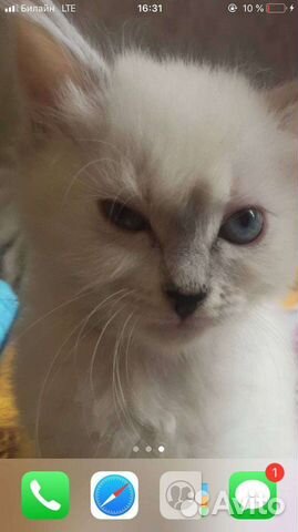 Котенок Яся