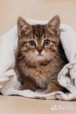 Котенок