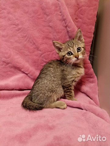 Котёнок ищет дом