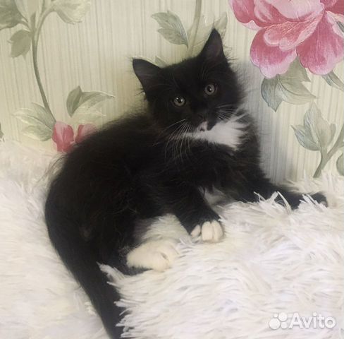 Сибирские котята в добрые руки