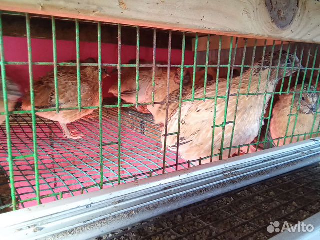 Перепел феникс золотистый красная шапочка