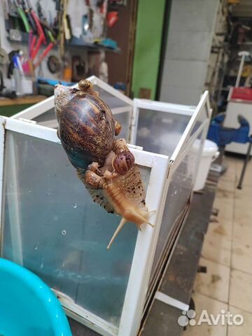 Улитки ахатины