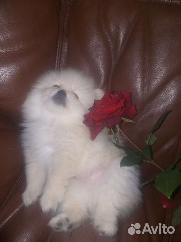 Щенки померанского шпица медвежьего типа