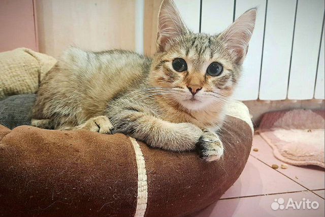 Котенок мальчик 3 месяца метис бобтейла