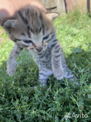 Отдаём котят. Мама котят американский бобтейл)