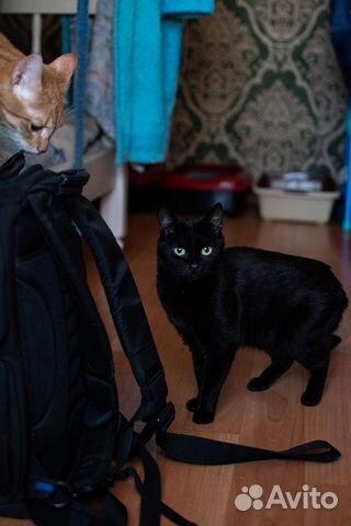 Кошка Панти ищет хозяина. В хорошие руки