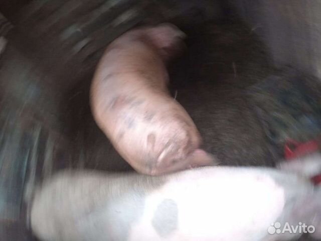 Кабан на мясо