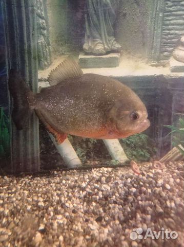 Пиранья хищная 15 см с аквариумом