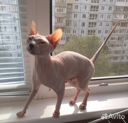 Кошечка донского сфинкса