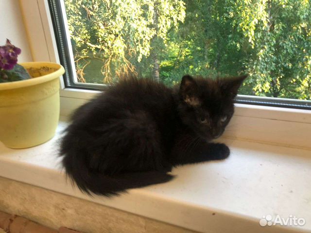 Пушистый мальчик, 2,5 месяца