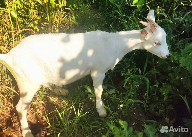 Молодые козочки от молочных мам на племя