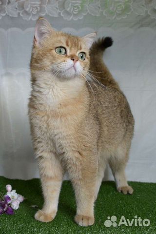 Котик на вязку