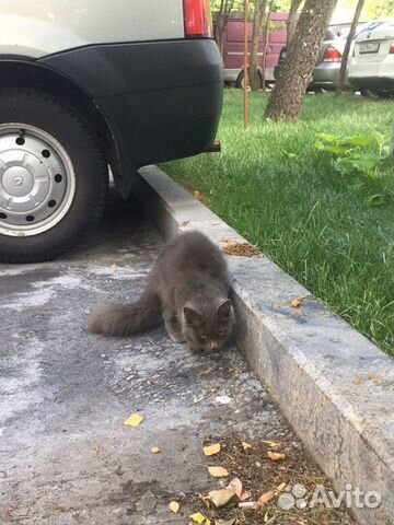 Брошенная кошка ищет дом