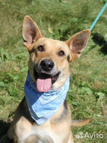 Ласковый Декстер в дар