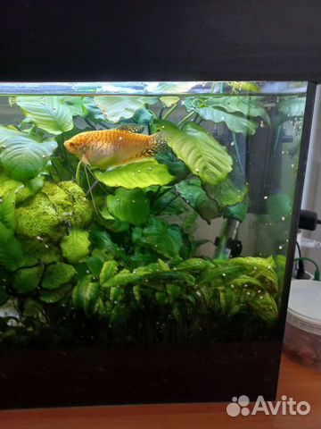 Аквариум