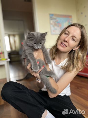 Котенок Нибелунг