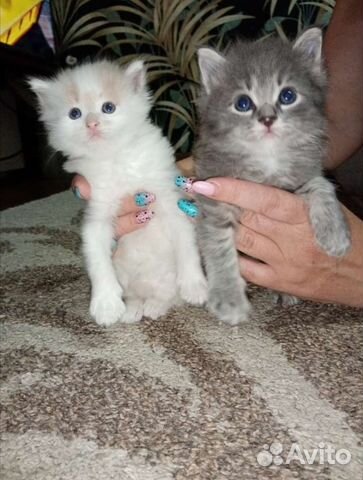 Котята за шоколадку
