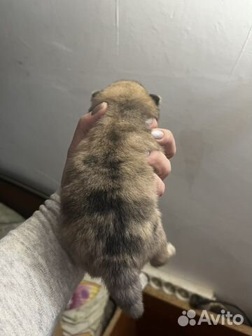 Малыши шпицы