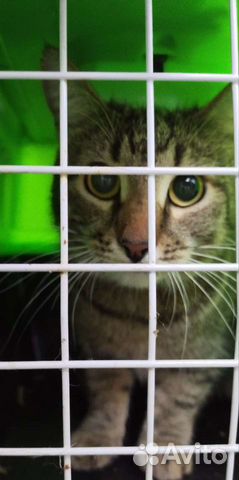 Чуня вернётся на улицу, если дом не найдётся