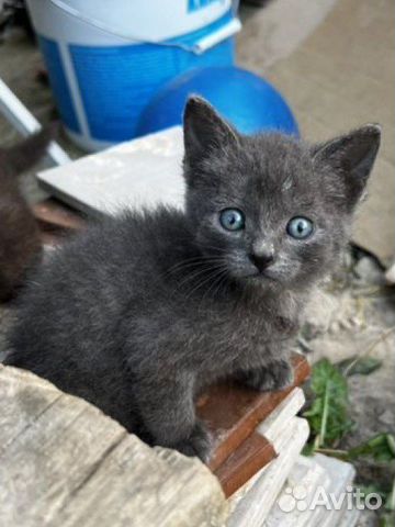 Котенок Грейси