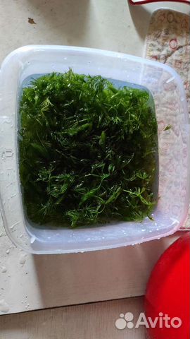 Растение в аквариумное